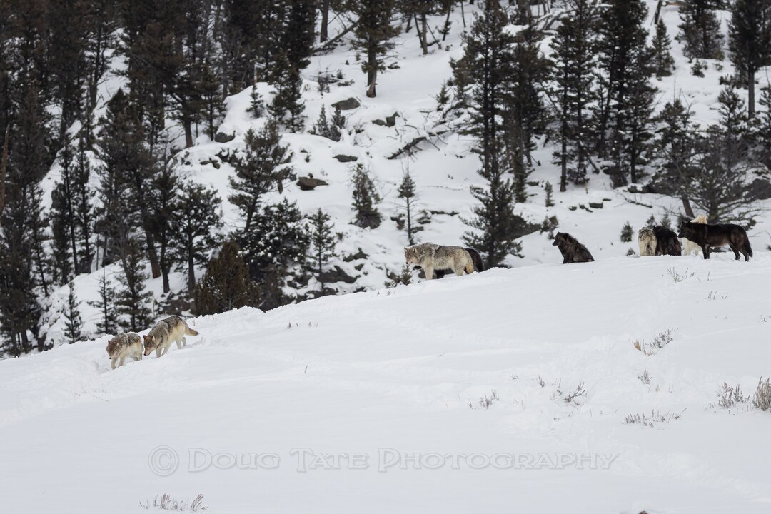 Yellowstone Wolves / Wapiti Pack / Wolf / Wolf Photo / Fine Art Print ...