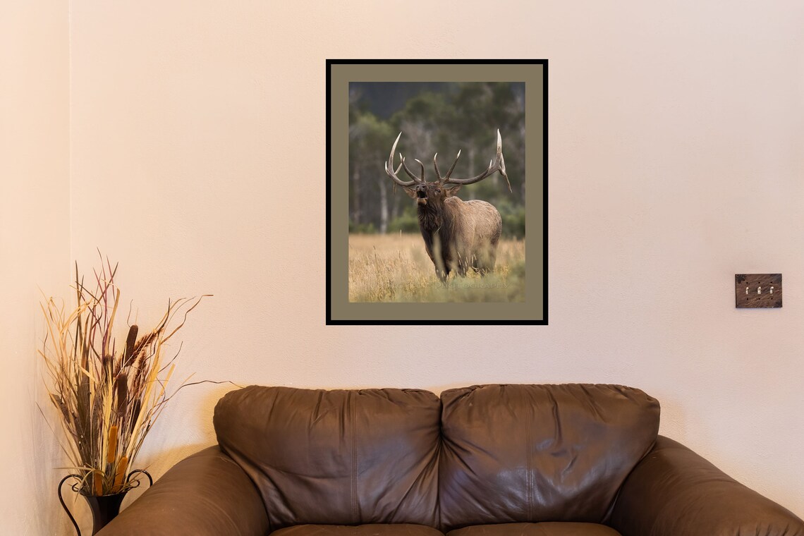 Bugling Bull Elk Photo Print, Yellowstone Wildlife Art, Wapiti - Etsy
