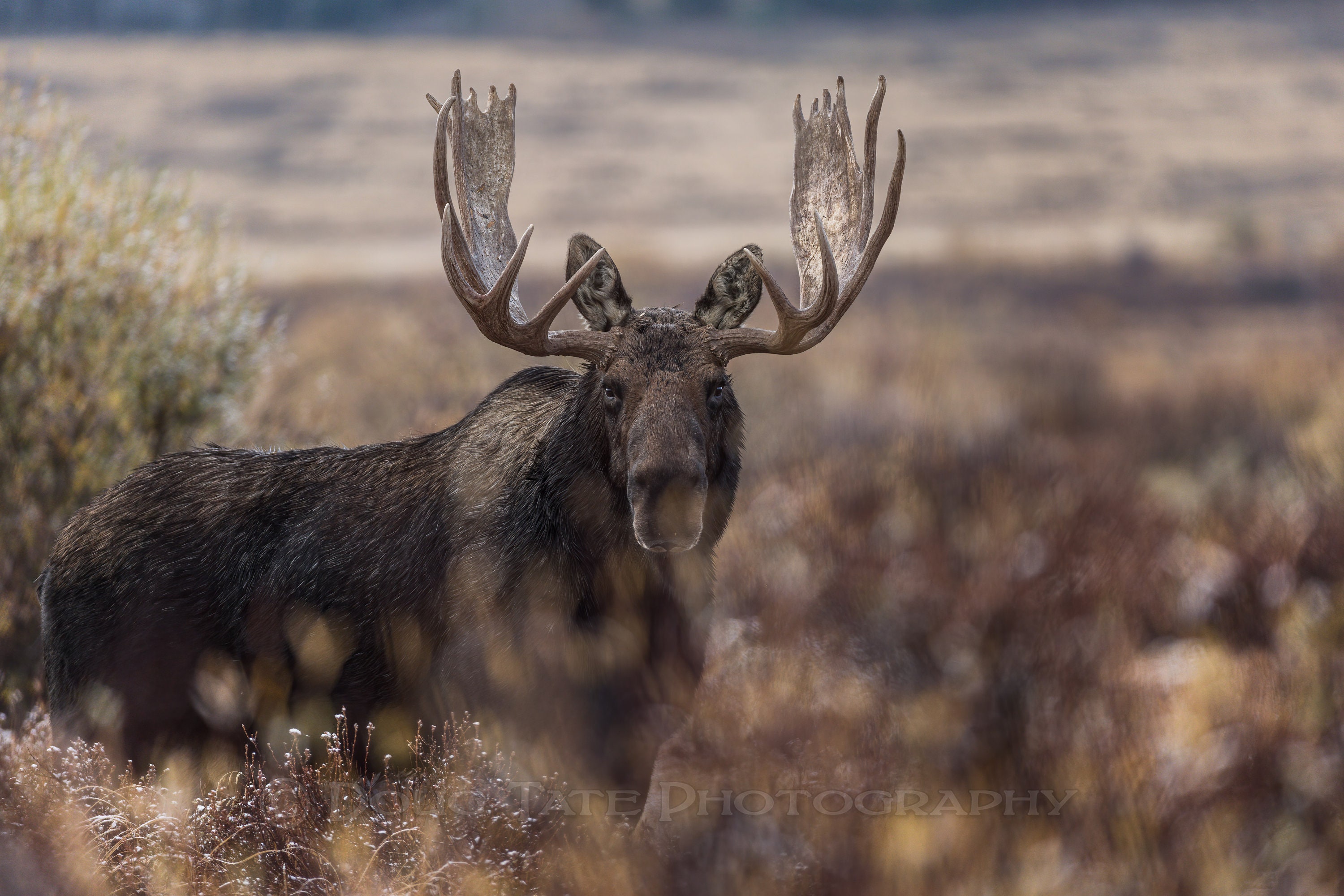 Moose / Shiras Moose / Bull Moose / Moose Art / Fine Art Print - Etsy