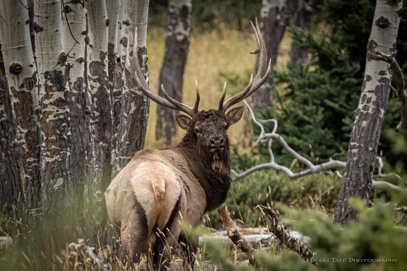 Bull Elk Fine Art Print, Yellowstone Wildlife Photography, Wapiti - Etsy