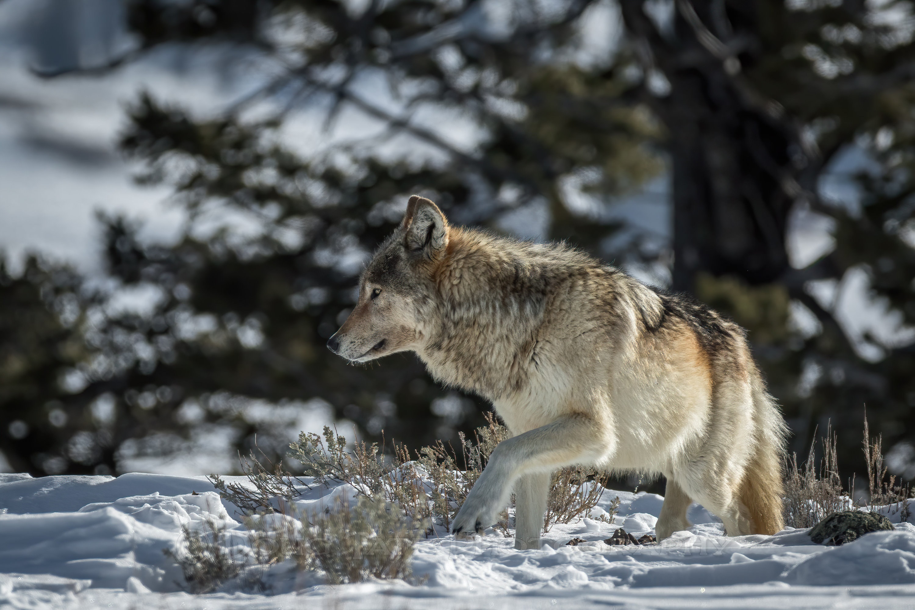 Yellowstone Wolf Photo Print, Canadian Gray Wolf, Wapiti Pack, Wildlife ...