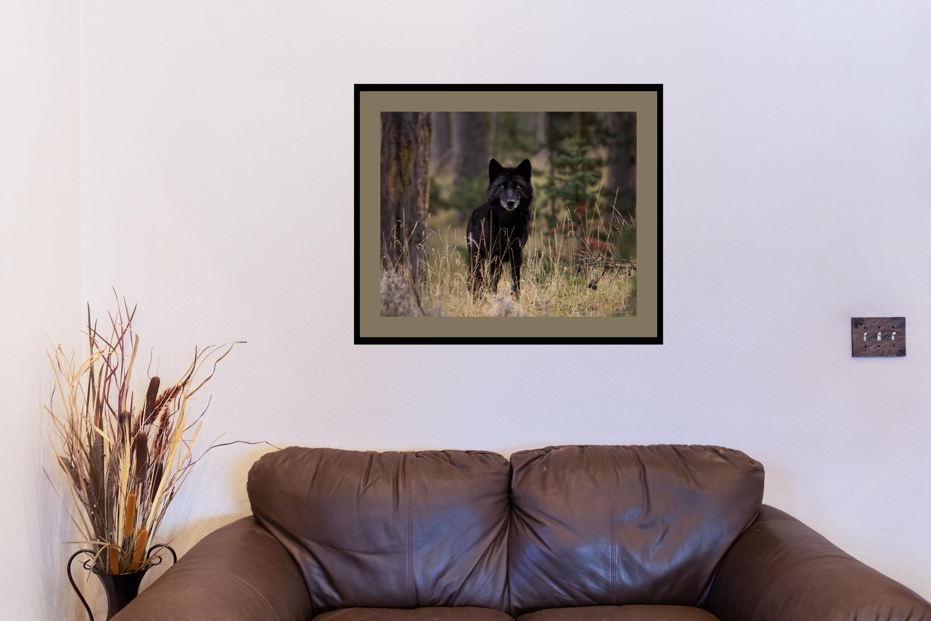 Canadian Gray Wolf / Yellowstone Wolf / Wolf / Wolf Photo / Wapiti Pack ...