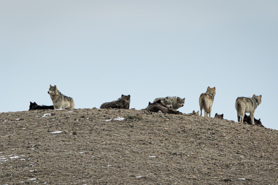 Yellowstone Wolves / Wapiti Pack / Wolf Photo / Wolf / Fine Art Print ...