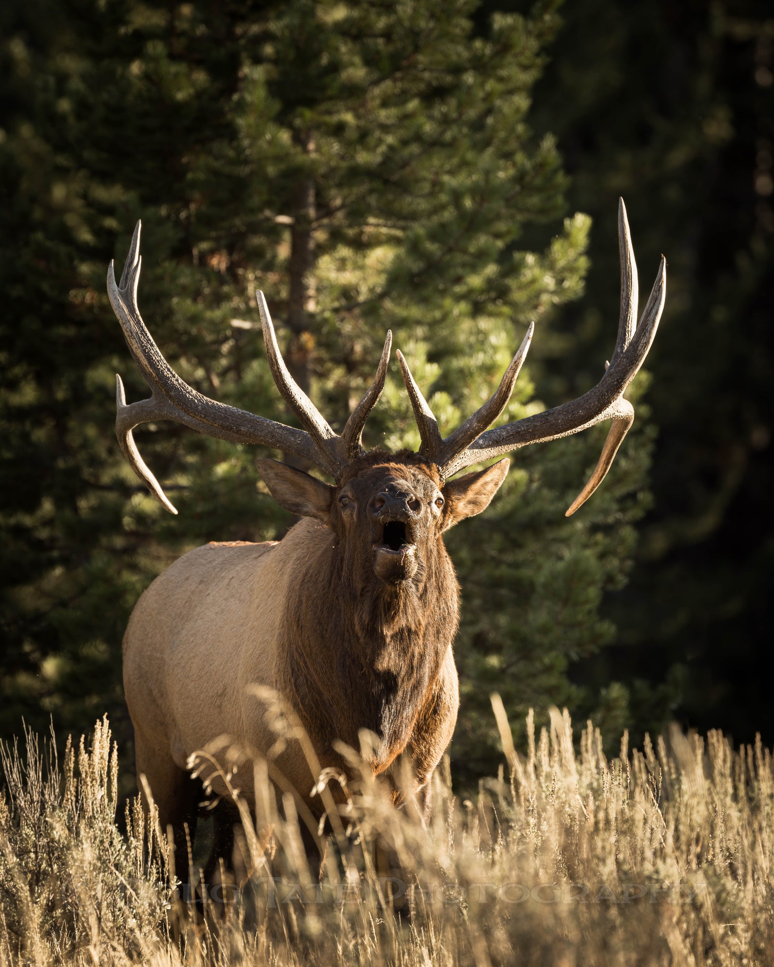 Bull Elk / Bull Elk Bugling / Elk / Yellowstone Wildlife / Fine Art ...