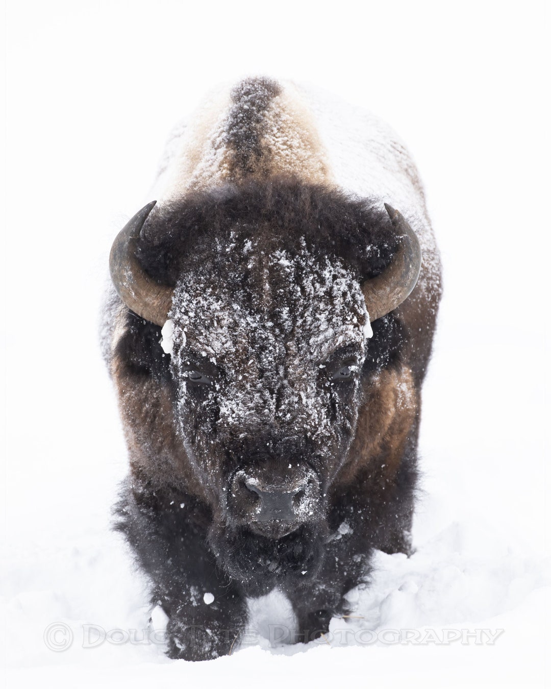 Bison / Yellowstone Bison / American Bison / Buffalo / Fine Art Print ...