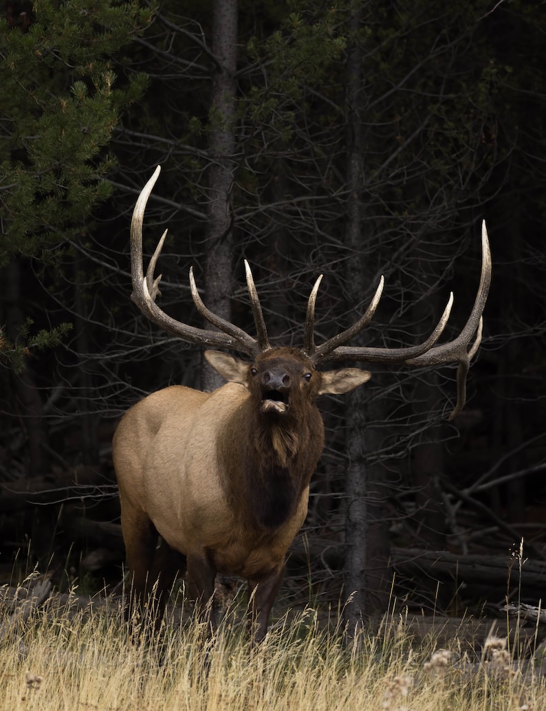 Bull Elk / Elk / Yellowstone Elk / Yellowstone Wildlife / Fine Art Print - Etsy
