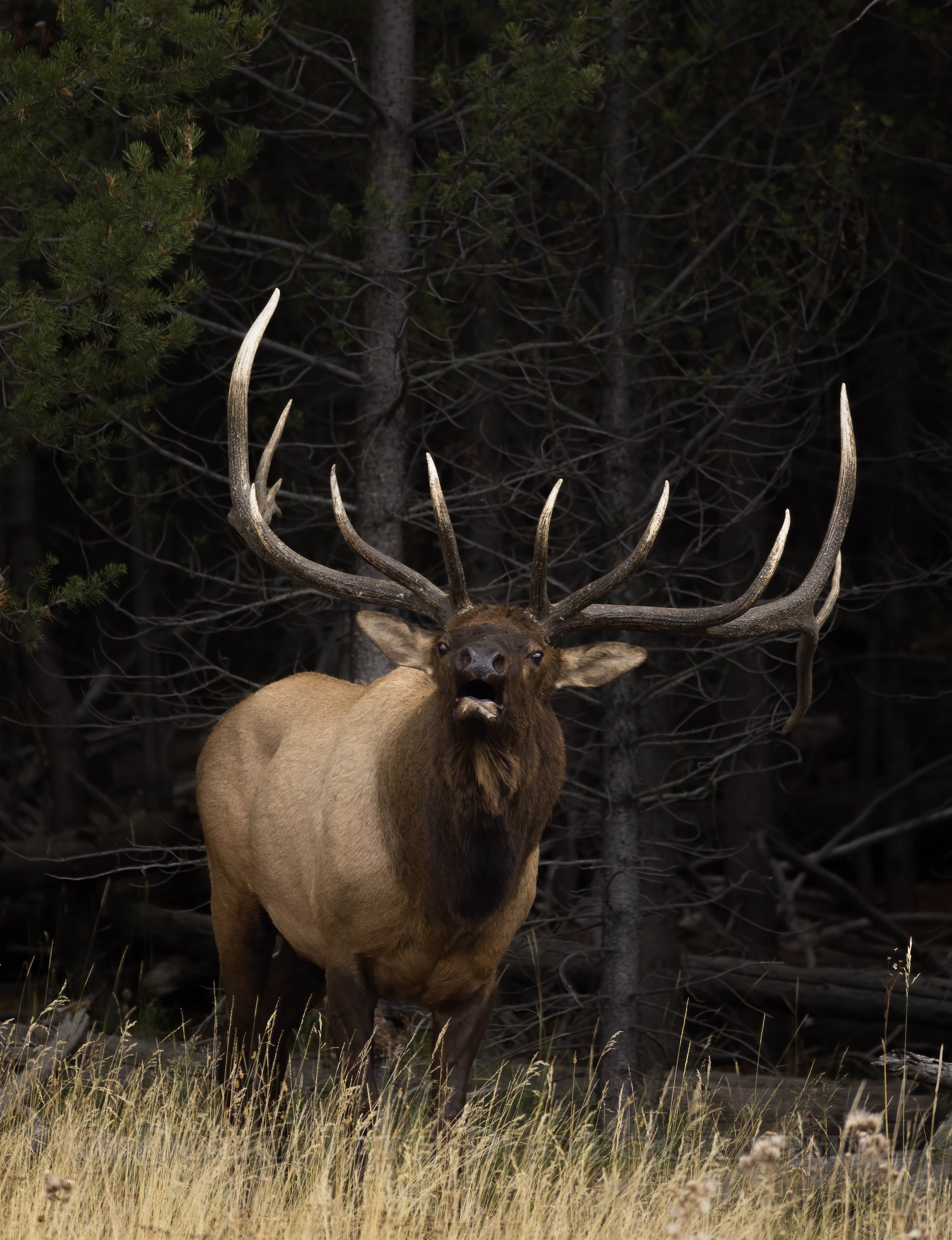 Bull Elk / Elk / Yellowstone Elk / Yellowstone Wildlife / Fine Art Print - Etsy