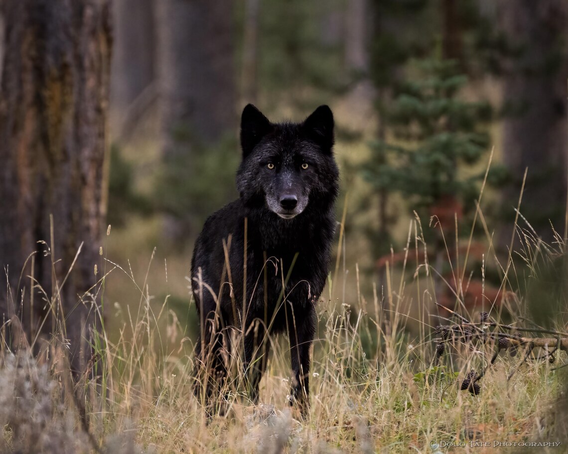 Black Wolf Fine Art Print, Canadian Gray Wolf Photo, Yellowstone ...