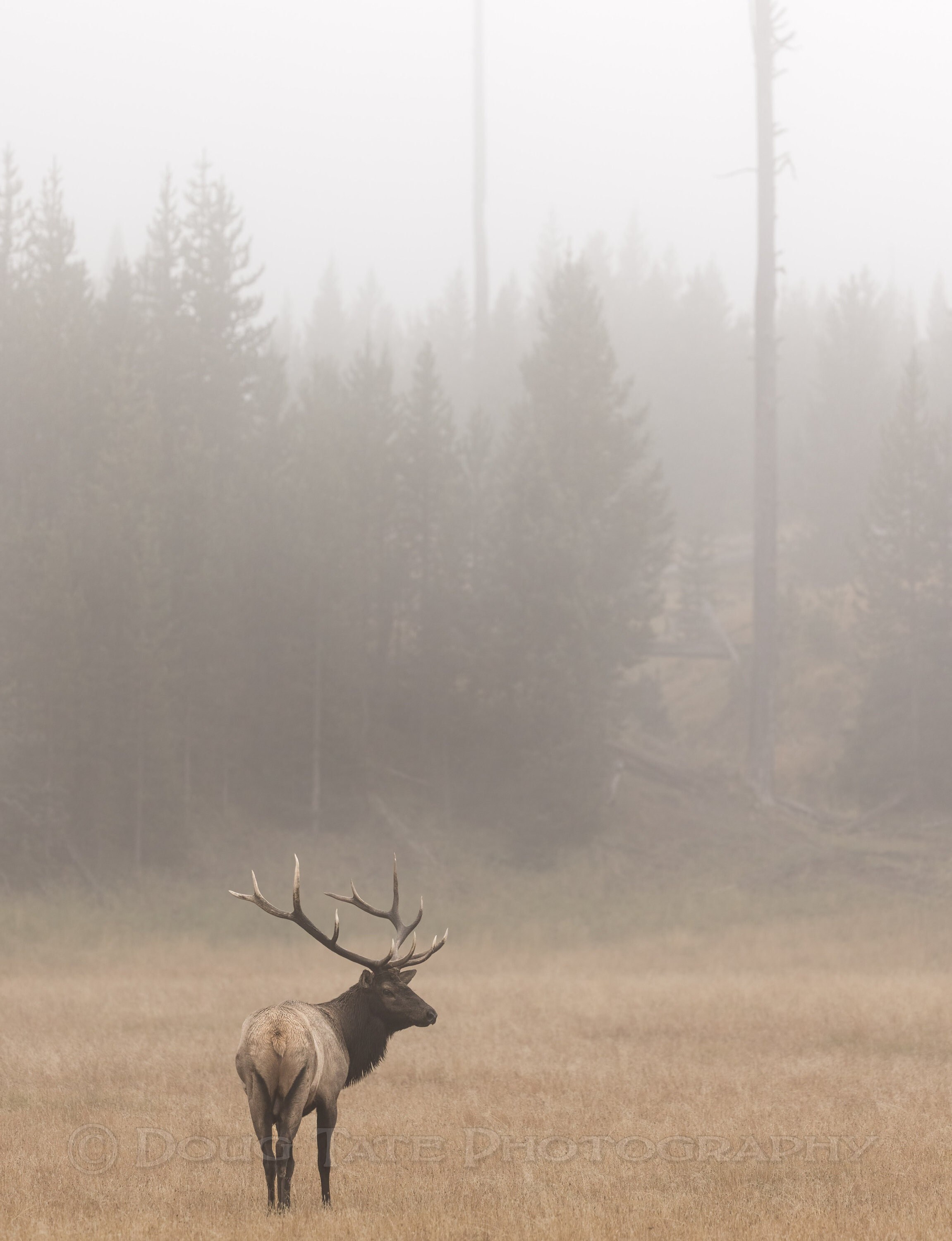 Bull Elk / Elk / Yellowstone Elk/ Yellowstone Wildlife / Fine Art Print - Etsy