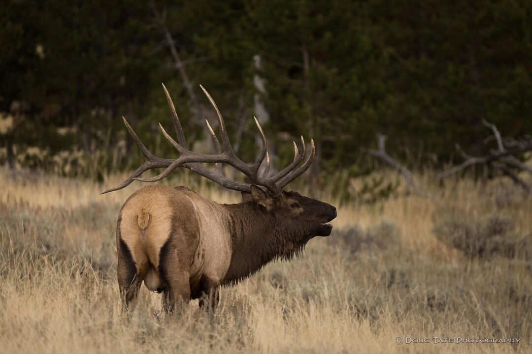 Bugling Bull Elk Fine Art Print, Yellowstone Wildlife, Wapiti - Etsy