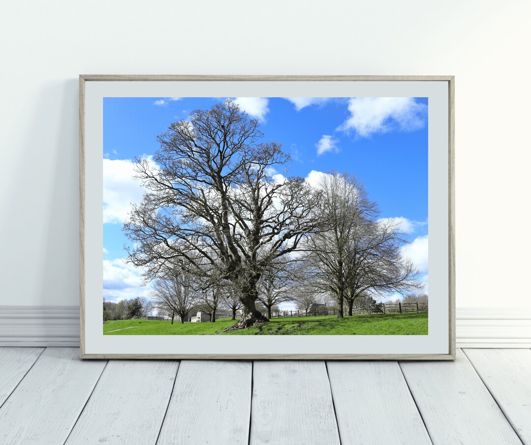 Tree Photography Print, Nature Wall Art, Printable Wall Art, Tree ...