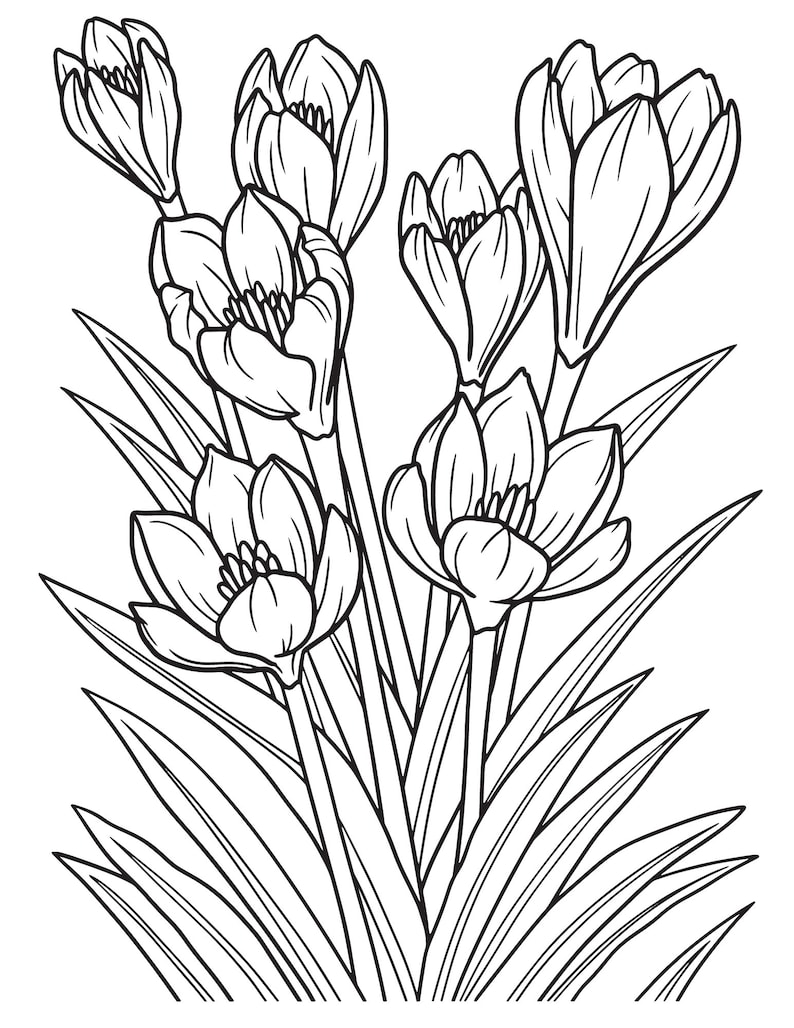 Fancy Flowers 24 Coloring Pages Plus/flowers to Color/beautiful Flowers ...