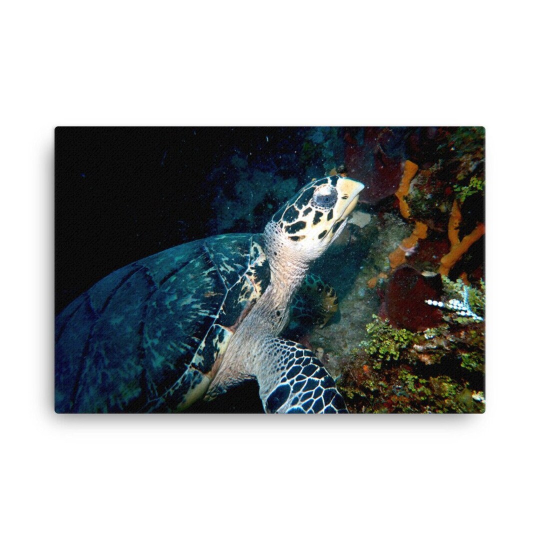 Sea Turtle Canvas - Etsy