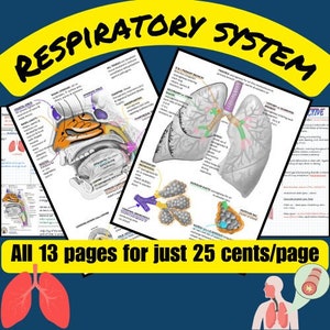 Respiratory System Study Guide, Anatomy and Physiology, Respiratory ...