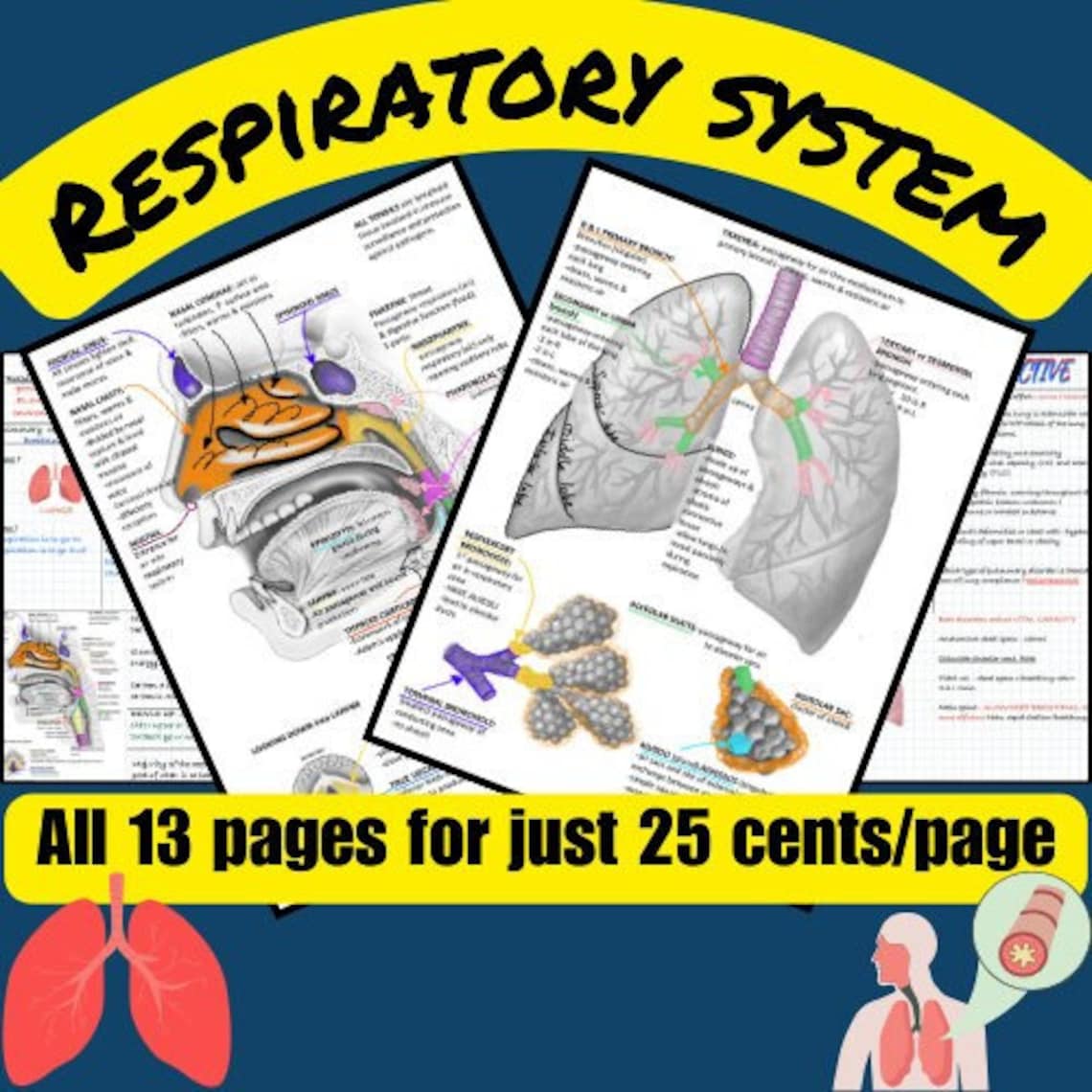 Respiratory System Study Guide, Anatomy and Physiology, Respiratory ...