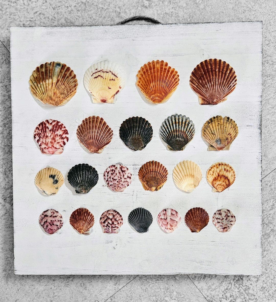 Scallop Shell Art - Etsy