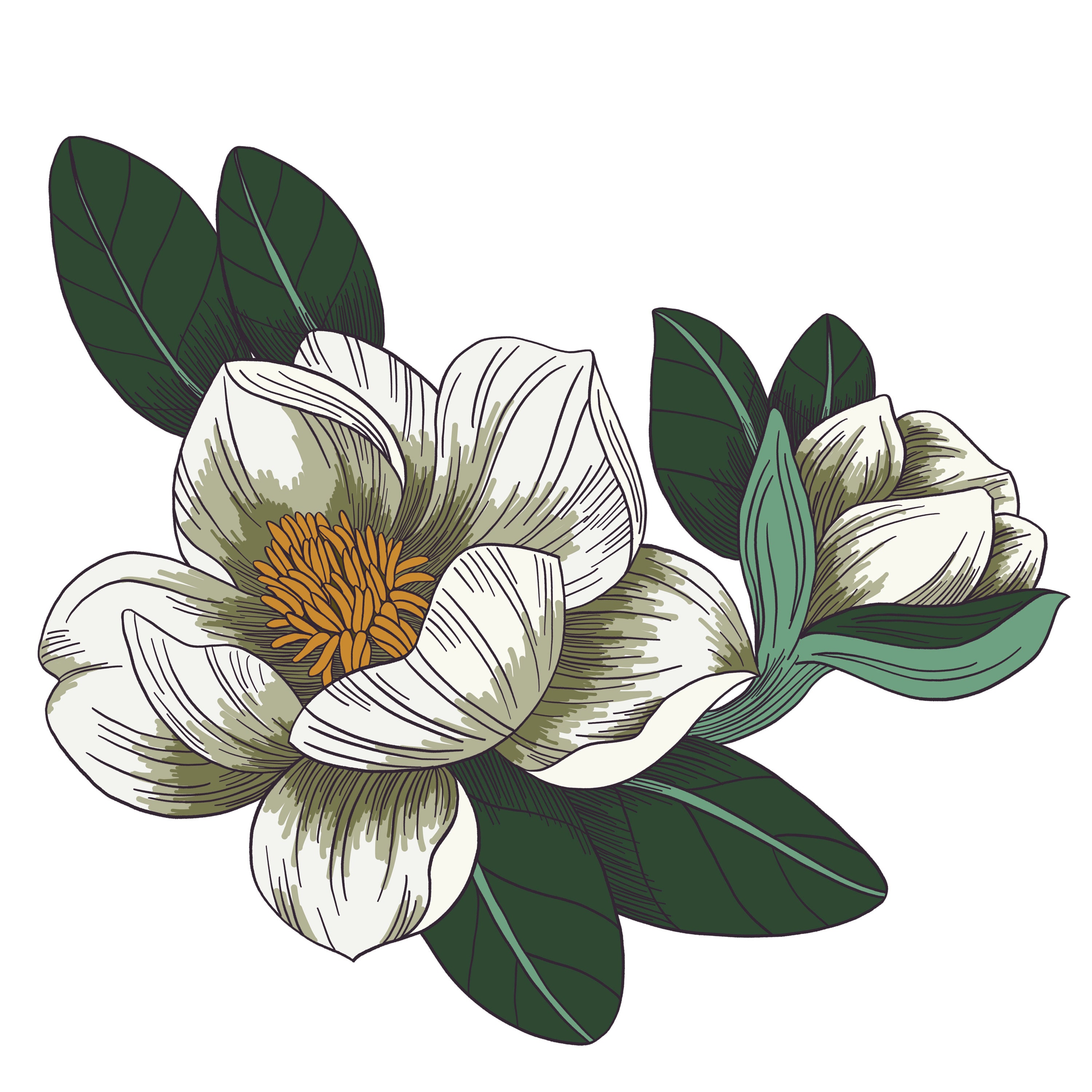 Magnolia Sticker - Gift, Laptop Waterbottle Sticker, Waterproof, Shark ...