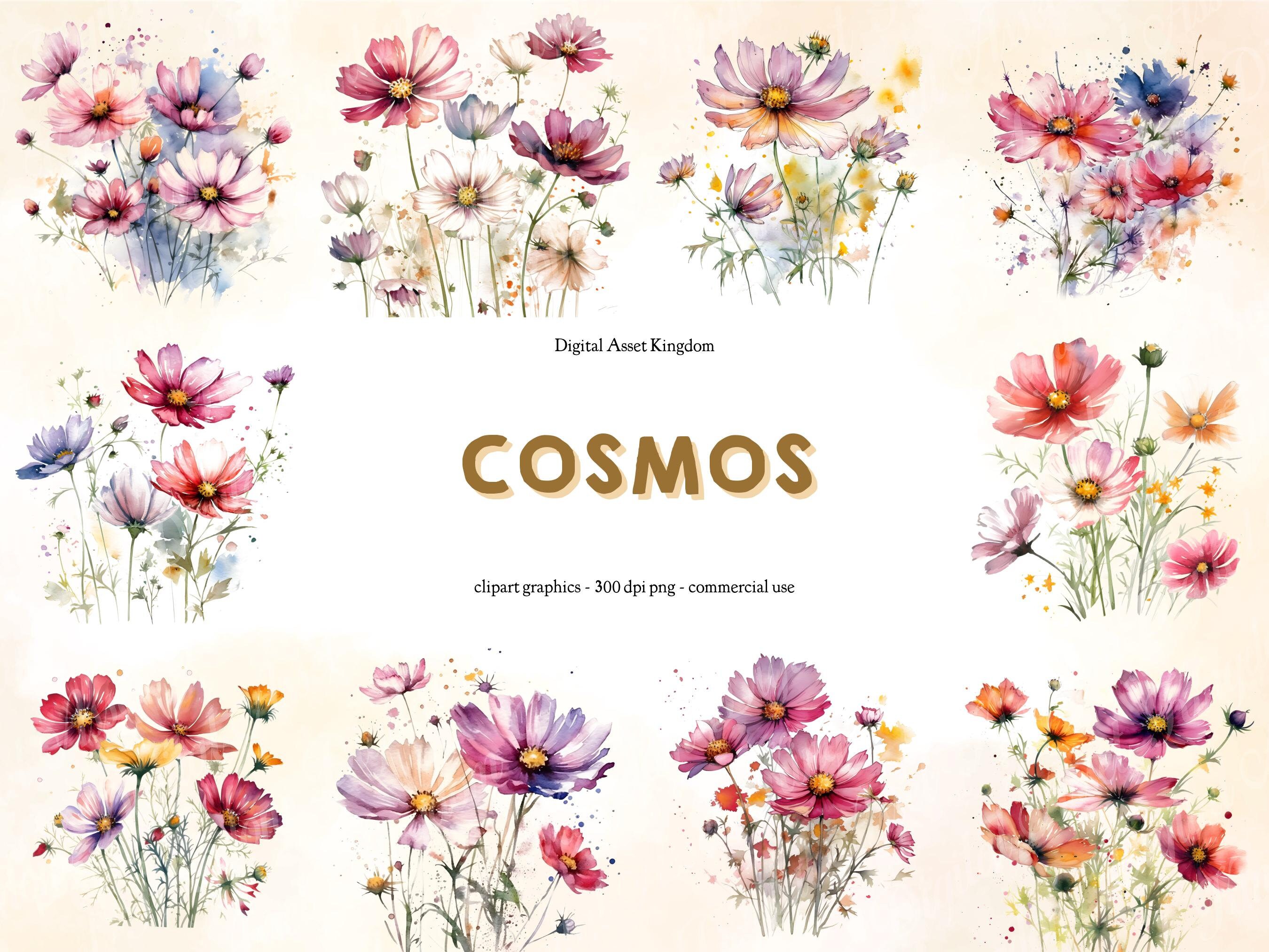 Cosmos Clipart 12 High Quality Pngs for Commercial Use - Etsy