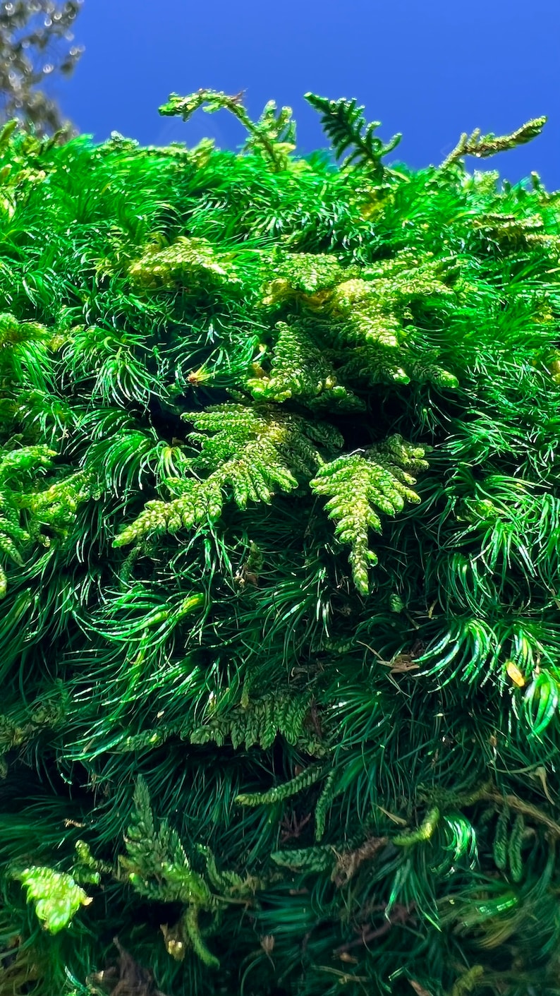 Preserved Moss Terrarium: Vertical Rainforest Wall Art by James Ammann ...