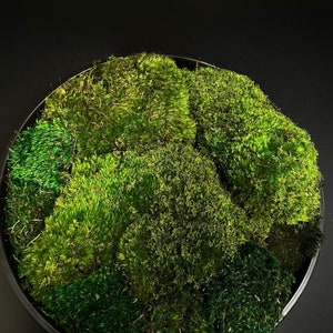 Decorative Trays Black Moss Bowl Moss Gifts for Centerpiece Home Office ...