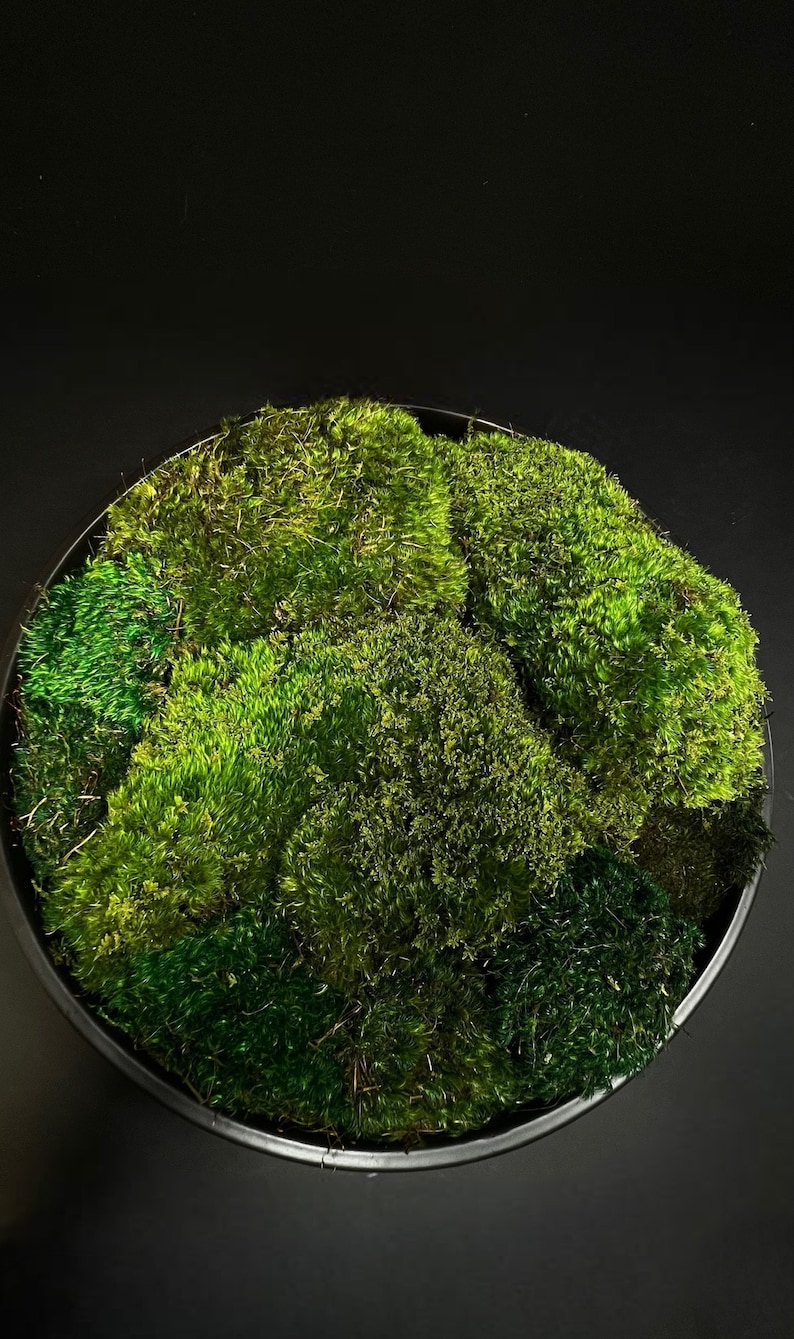 Decorative Trays Black Moss Bowl Moss Gifts for Centerpiece Home Office ...
