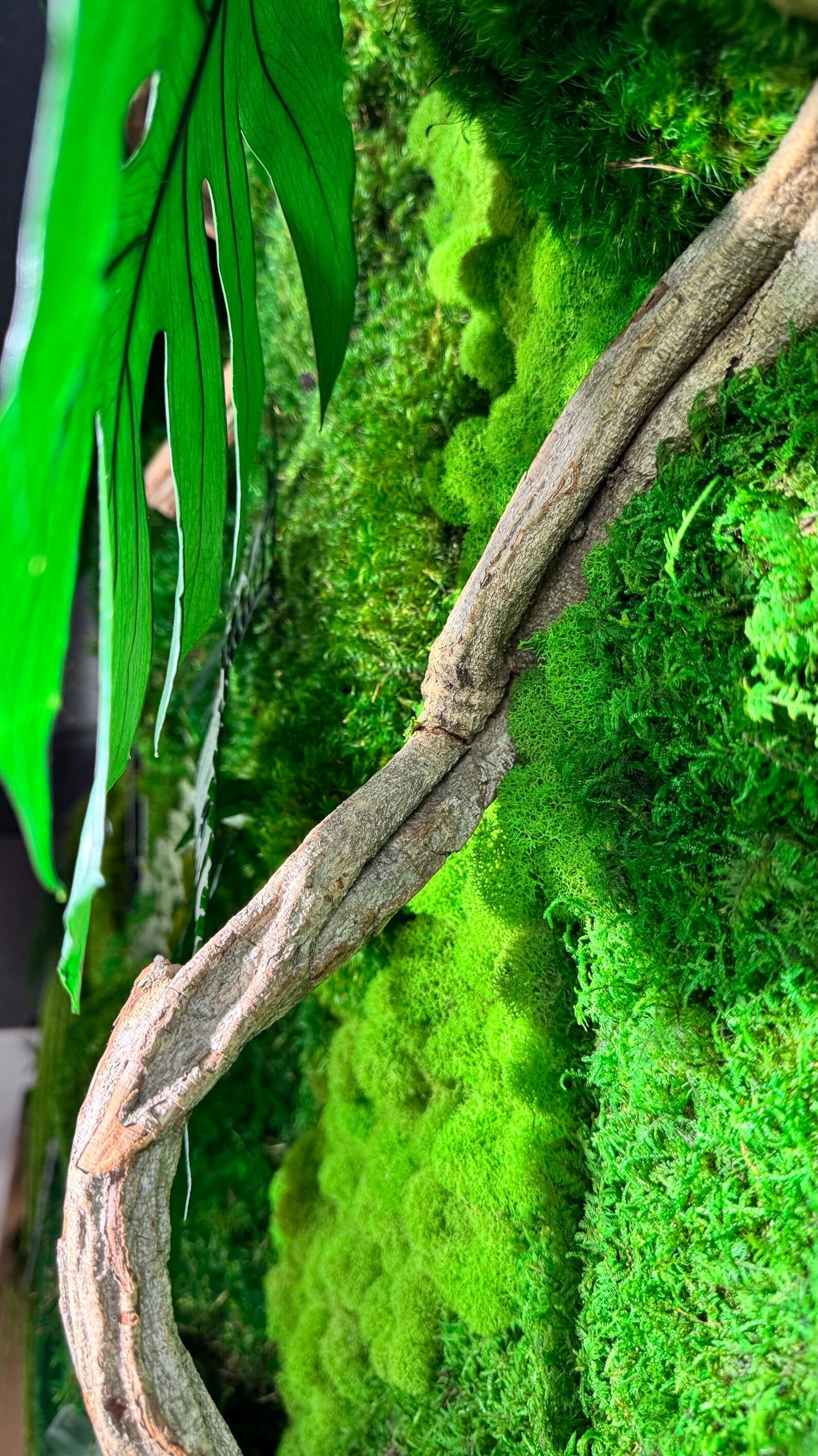 Preserved Moss Terrarium: Vertical Rainforest Wall Art by James Ammann ...