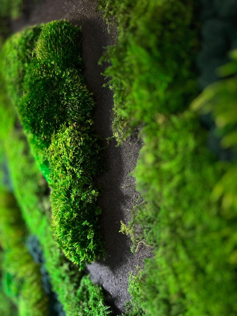 Zen Meadows Moss Art: Preserved Plant Wall Decor - Etsy