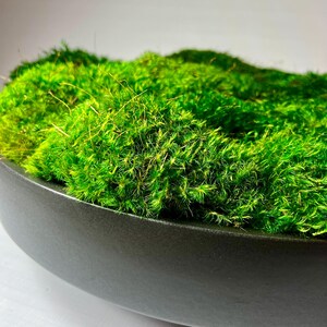 Decorative Trays Black Moss Bowl Moss Gifts for Centerpiece Home Office ...