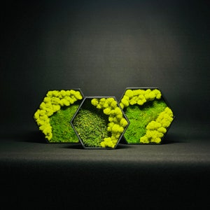 Botanical Garden Hexagon Moss Wall Art Decor Etsy Art Wall Hanging ...