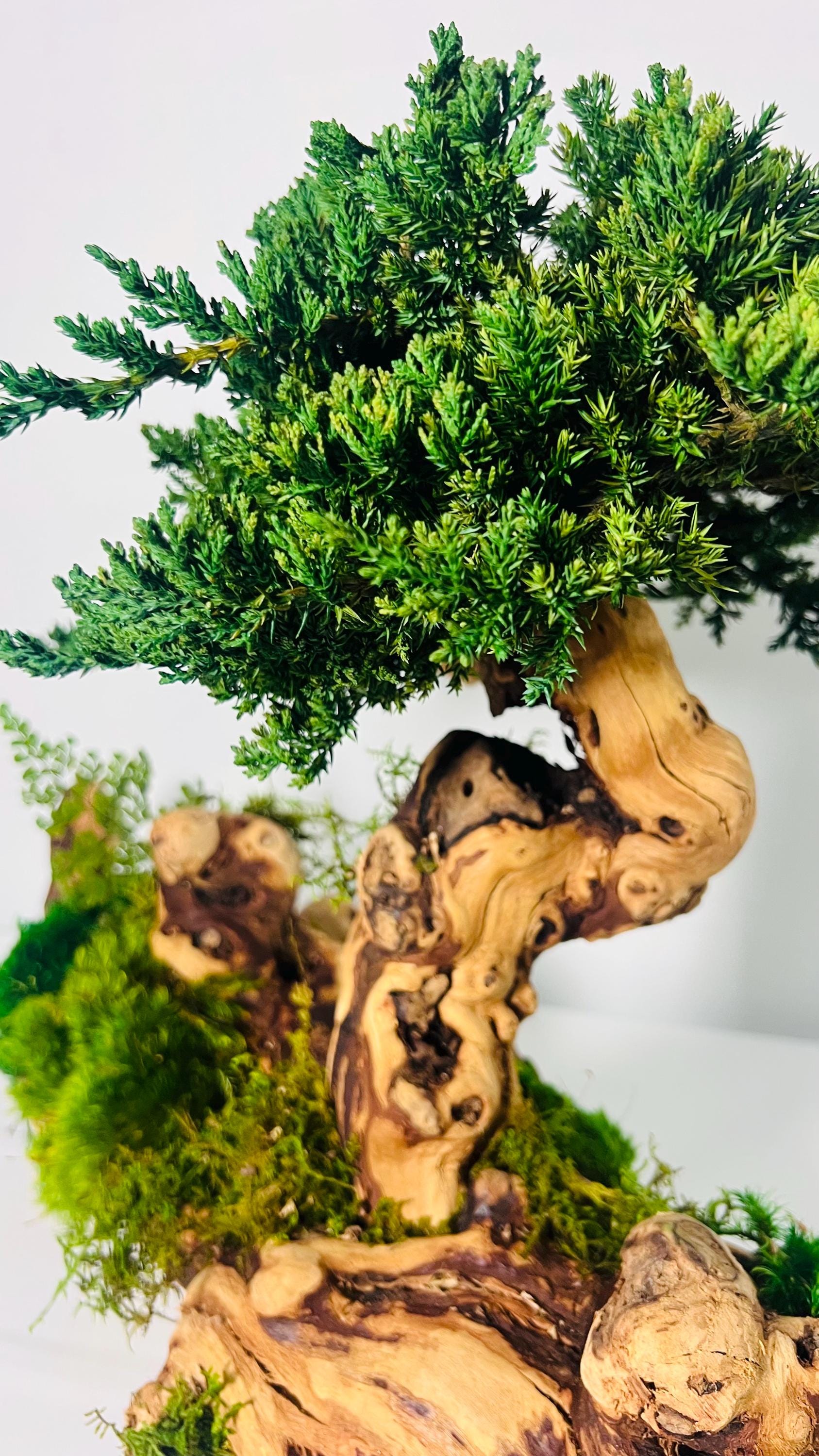 Moss Preserved Twisted Grape Wood Bonsai Tree Centerpiece - Etsy