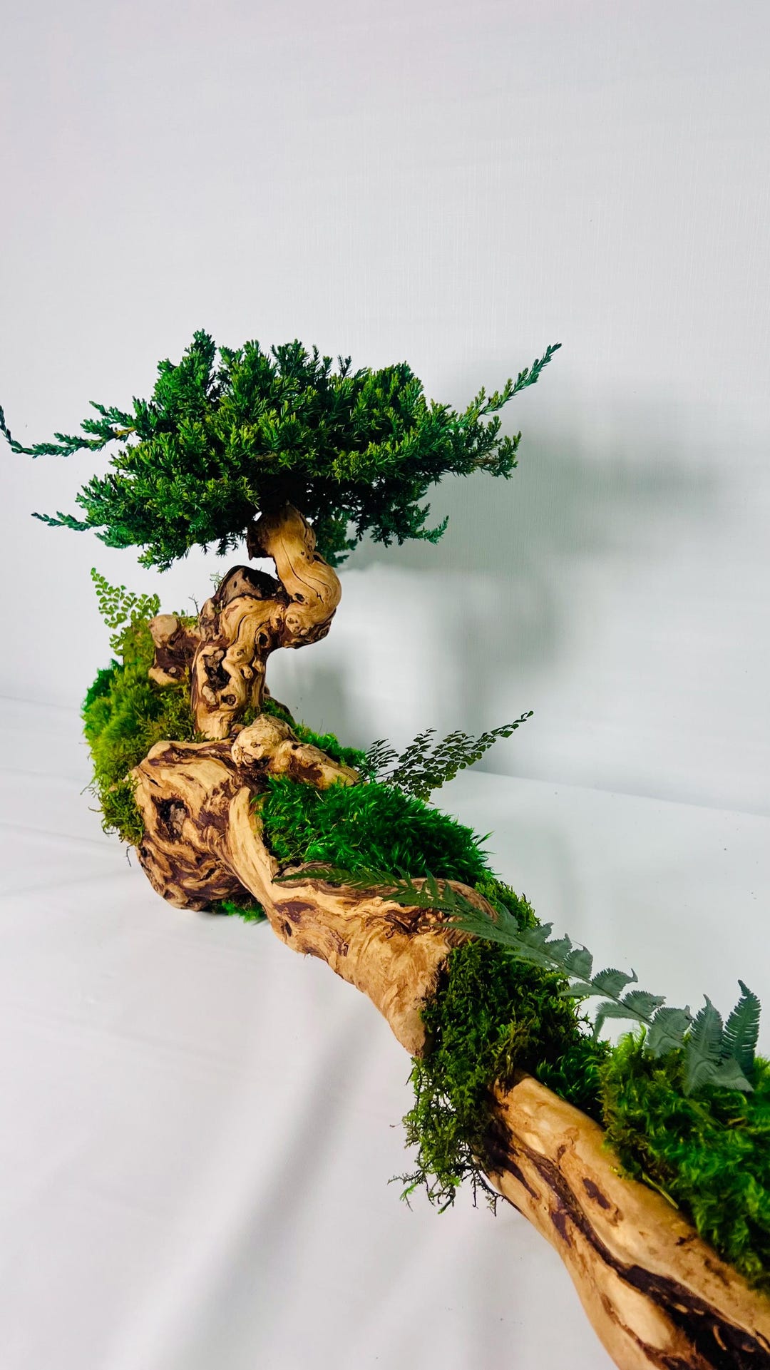 Moss Preserved Twisted Grape Wood Bonsai Tree Centerpiece - Etsy