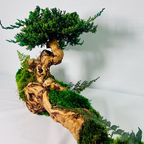 Moss Preserved Twisted Grape Wood Bonsai Tree Centerpiece - Etsy