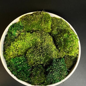 Decorative Trays Black Moss Bowl Moss Gifts for Centerpiece Home Office ...