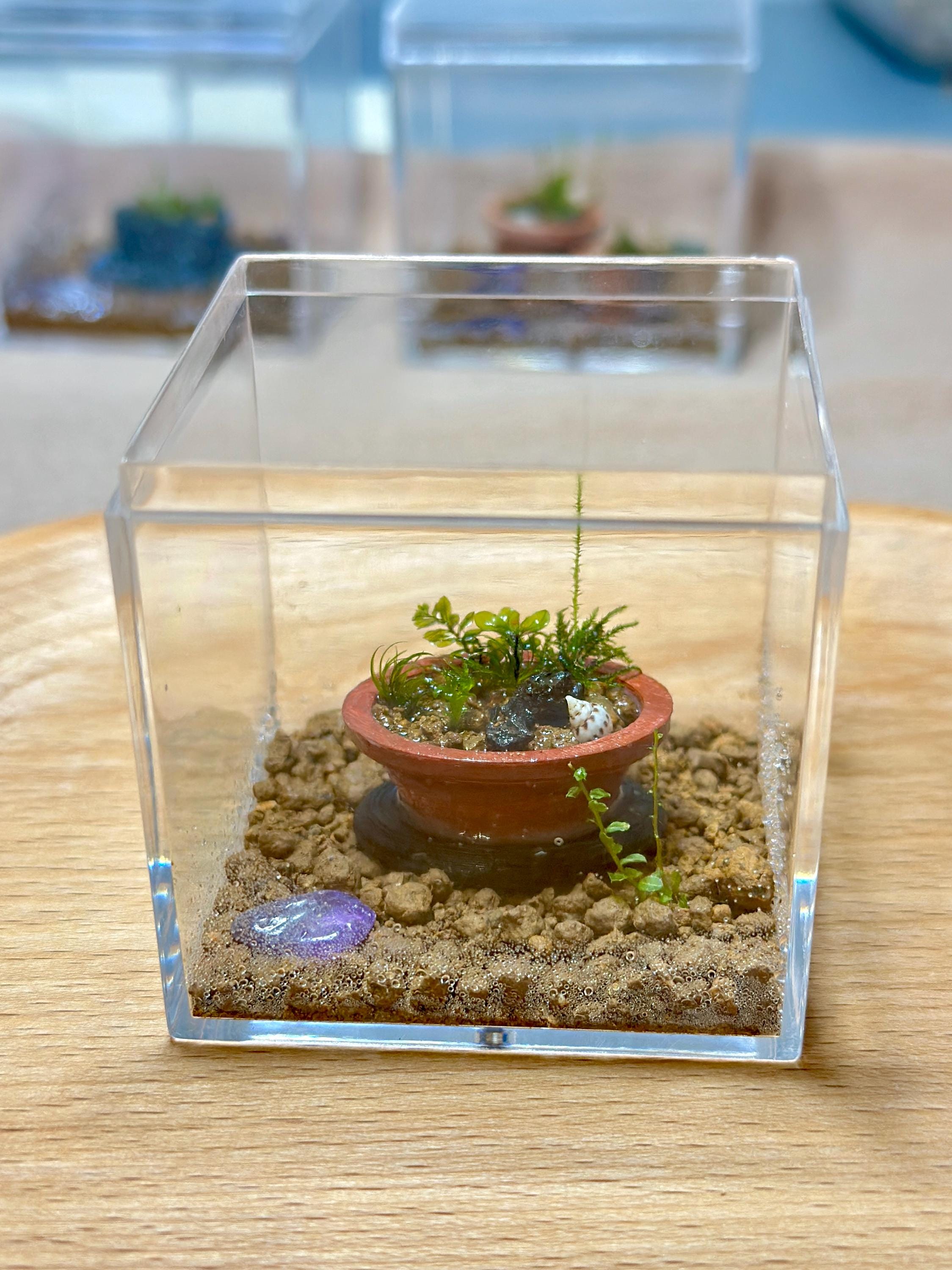 Mystery Miniature Bonsai Box | DIY Fun Mystery Box | Desktop Garden ...