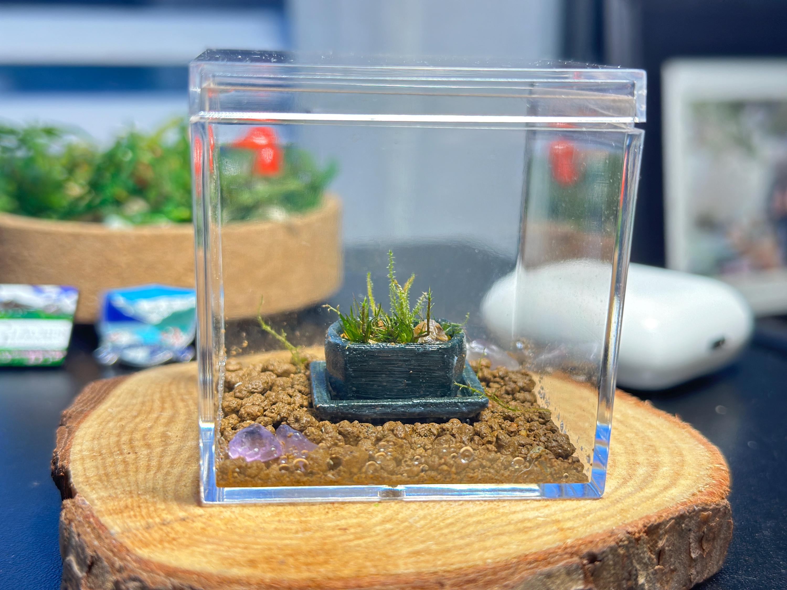 Mystery Miniature Bonsai Box | DIY Fun Mystery Box | Desktop Garden ...
