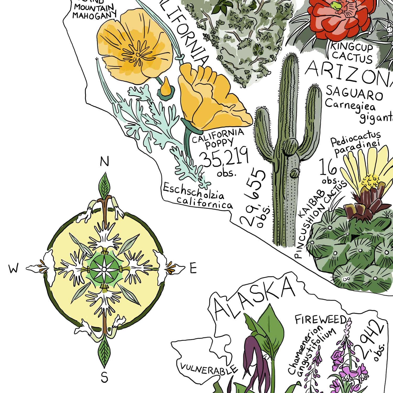 US Native & Endangered Plant Map - Botanical Map - 13x19, 19x27 - Etsy