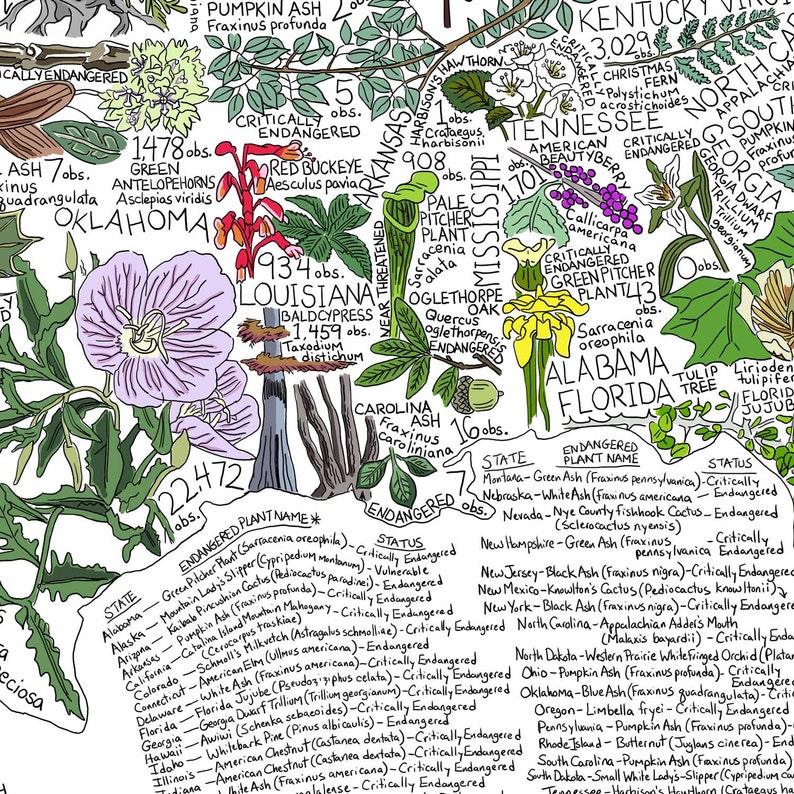 US Native & Endangered Plant Map - Botanical Map - 13x19, 19x27 - Etsy