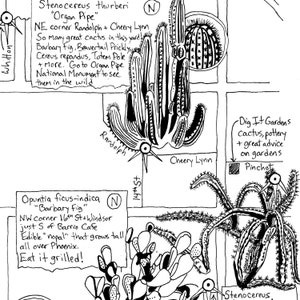 Illustrated Cactus Wall Map - Phoenix Cactus Map, Botanical Wall Map ...
