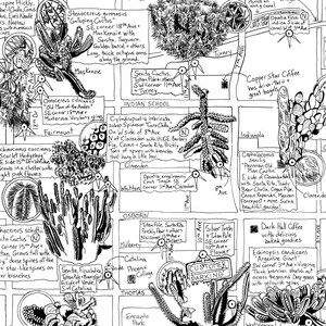 Illustrated Cactus Wall Map - Phoenix Cactus Map, Botanical Wall Map ...