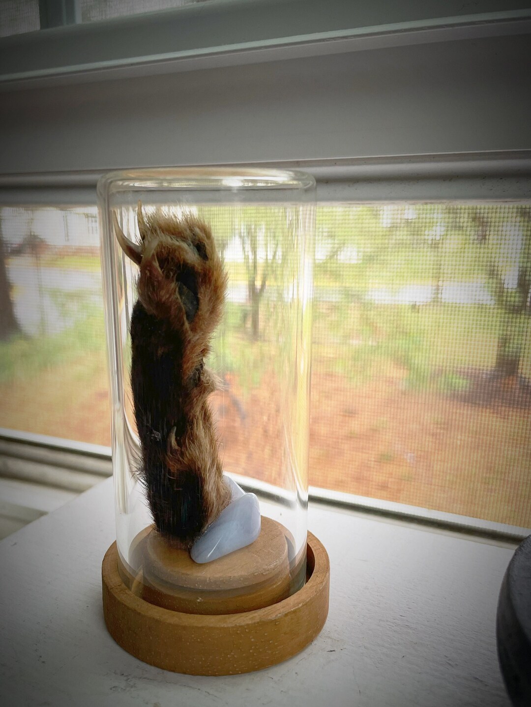 Mummified Grey Fox Paw Specimen Jar - Etsy