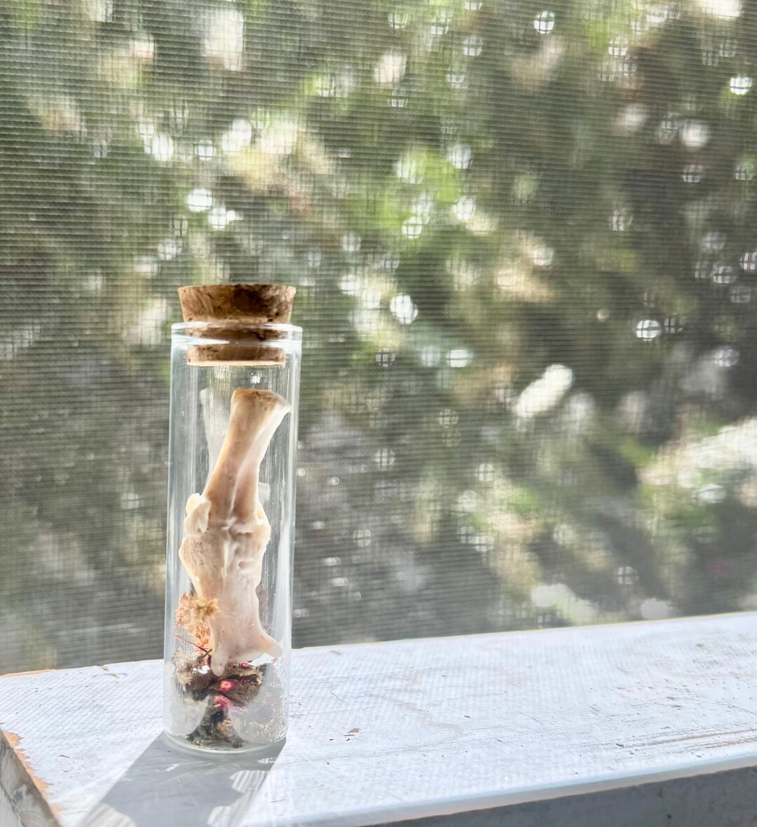 Pathological Fox Tail Vertebrae Bones in Glass Vial - Etsy