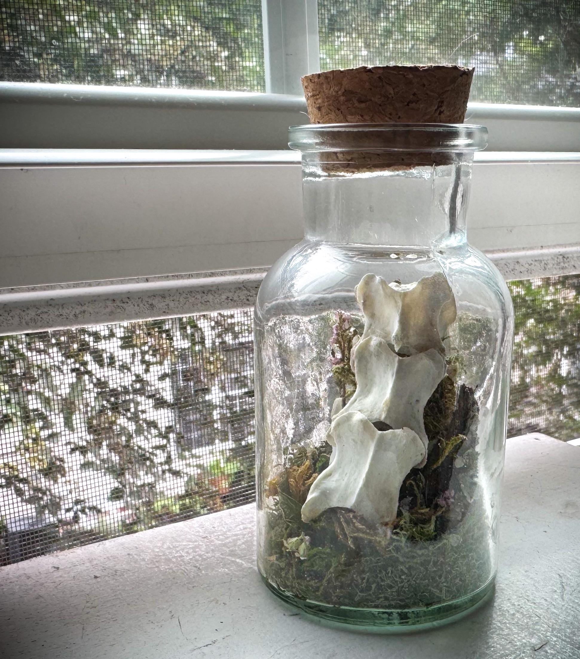 Fox Vertebrae Bones Fairy Forest Glass Bottle - Etsy UK
