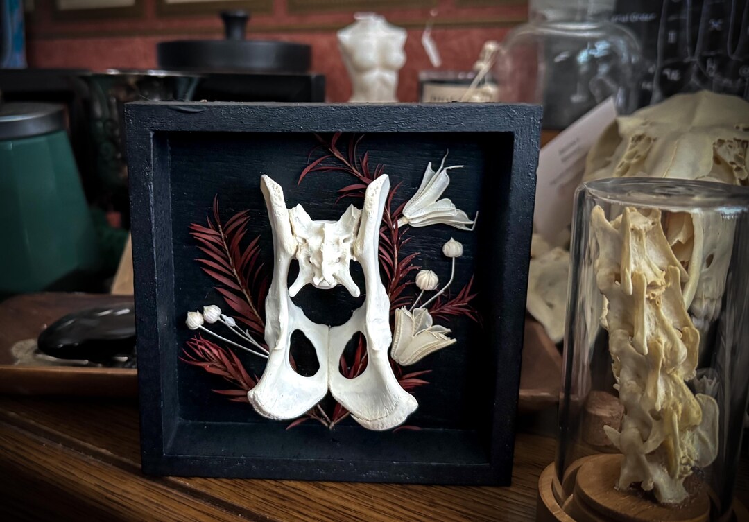 Red Fox Pelvic Bones & Sacrum Shadowbox - Etsy