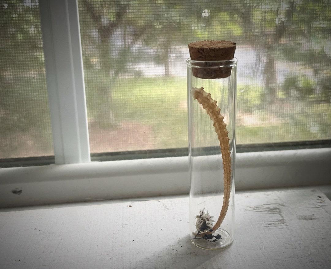 Mummified Chameleon Tail Glass Vial - Etsy