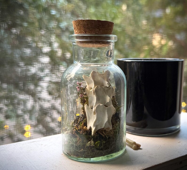 Fox Vertebrae Bones Fairy Forest Glass Bottle - Etsy UK