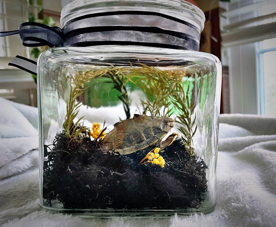 Map Turtle Shell in Vintage Apothecary Jar - Etsy