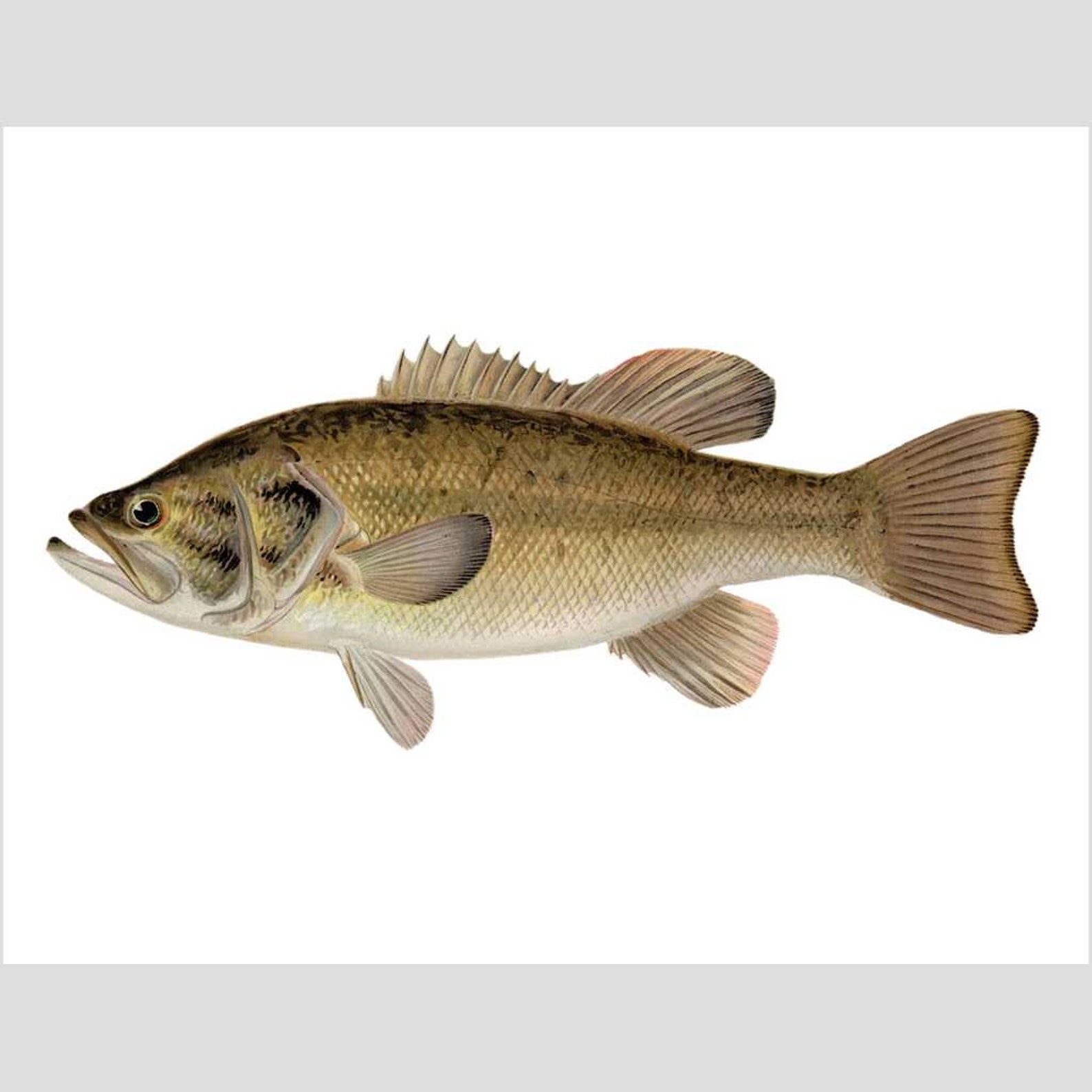 Largemouth Bass - Print - Etsy