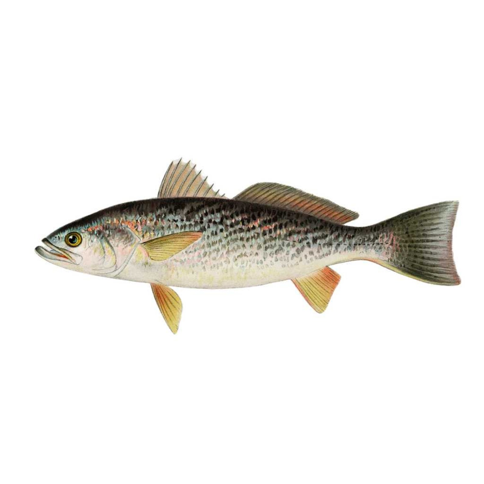 Weakfish - Print - Etsy