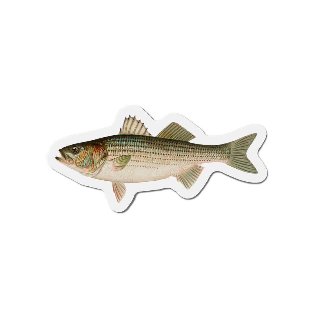 Striped Bass - Magnet - Etsy