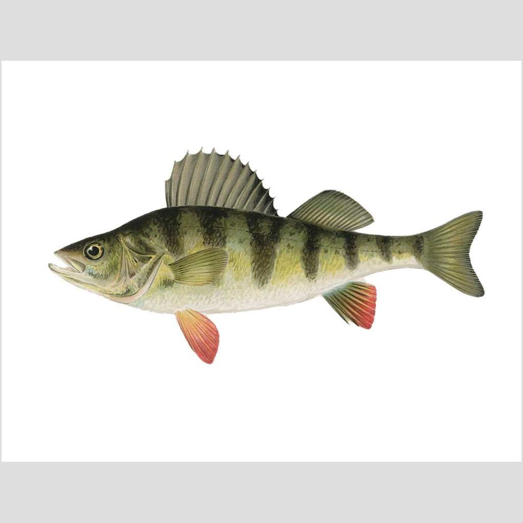 Yellow Perch - Print - Etsy